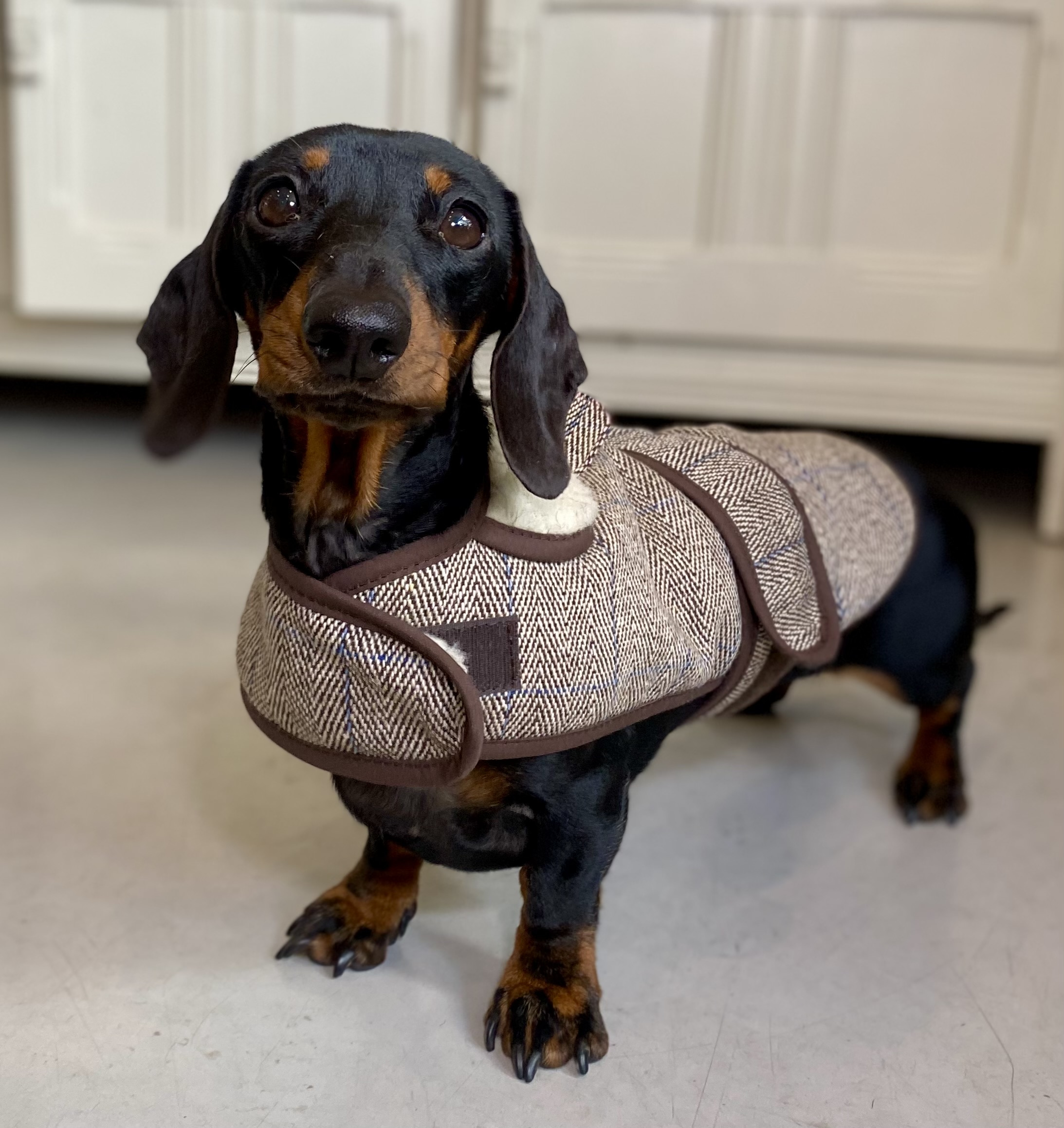 Earthbound Dachshund Beige Tweed Dog Coat - Bob The Dog Shop