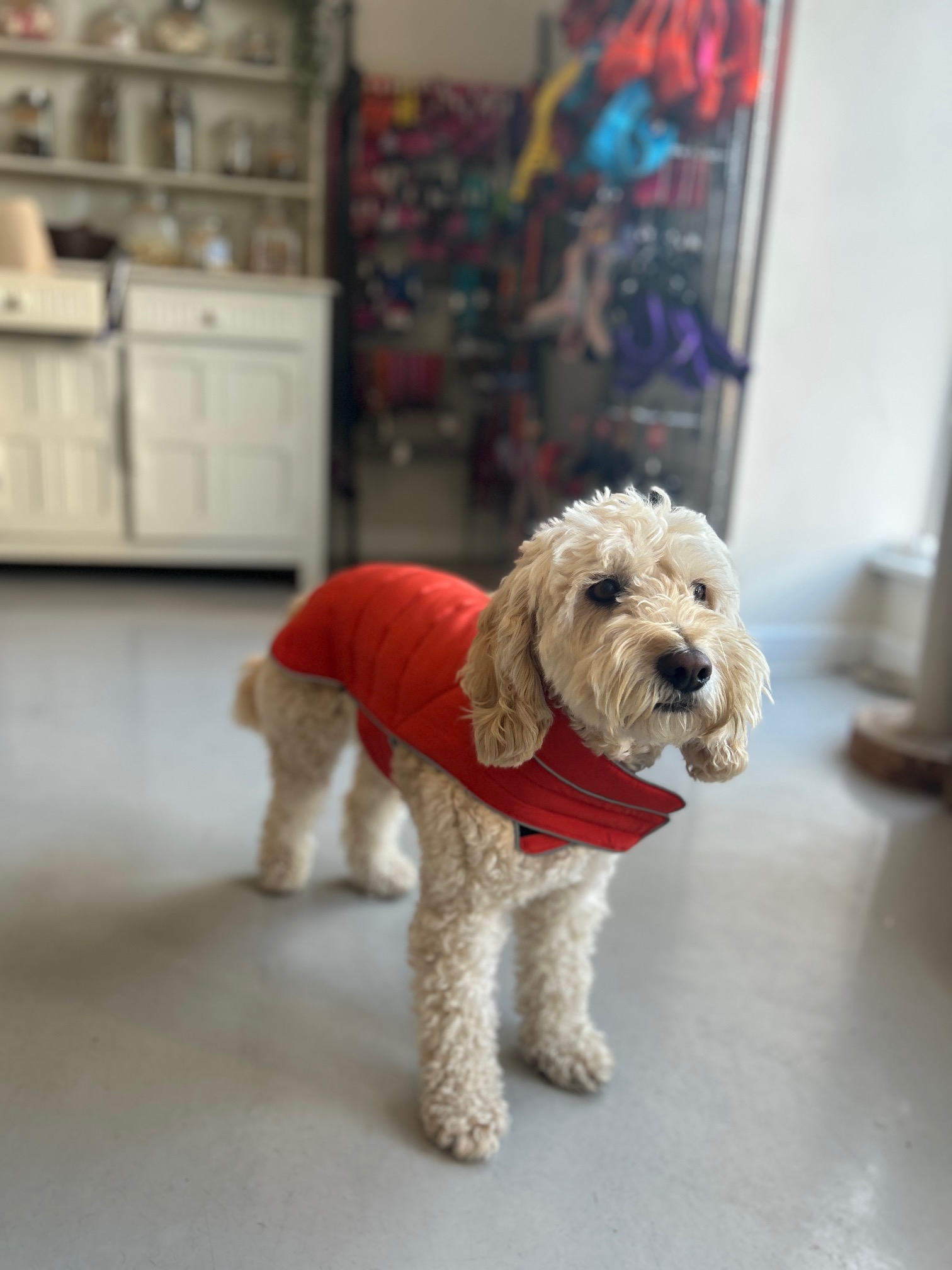 Doodlebone Puffer Jacket - Bob the Dog Shop